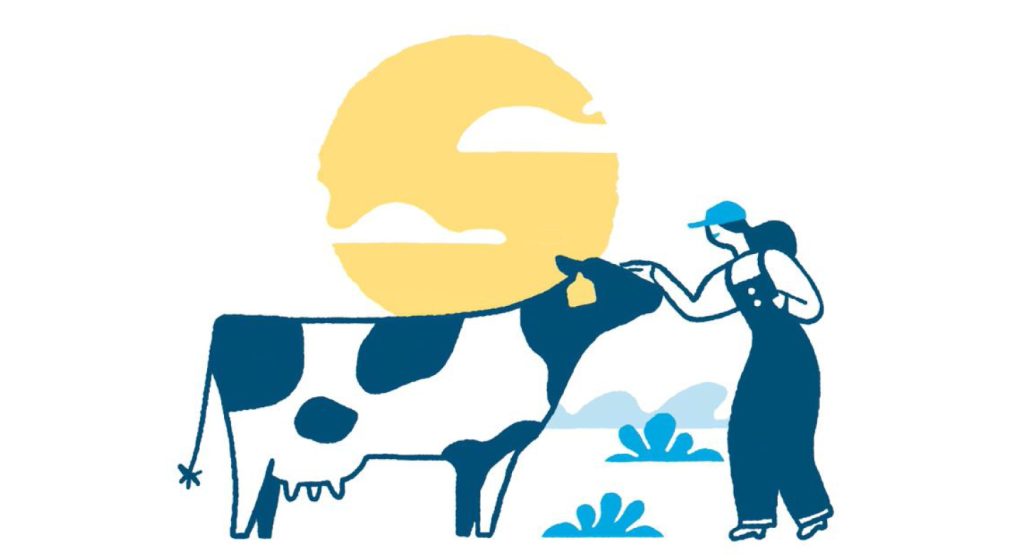 From Cow to Carton | Stories | Dairy Farmers of Manitoba | DFM