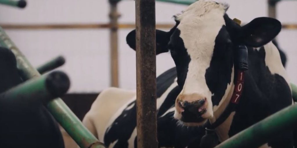 Support Local Dairy Farmers | Dairy Farmers of Manitoba | DFM