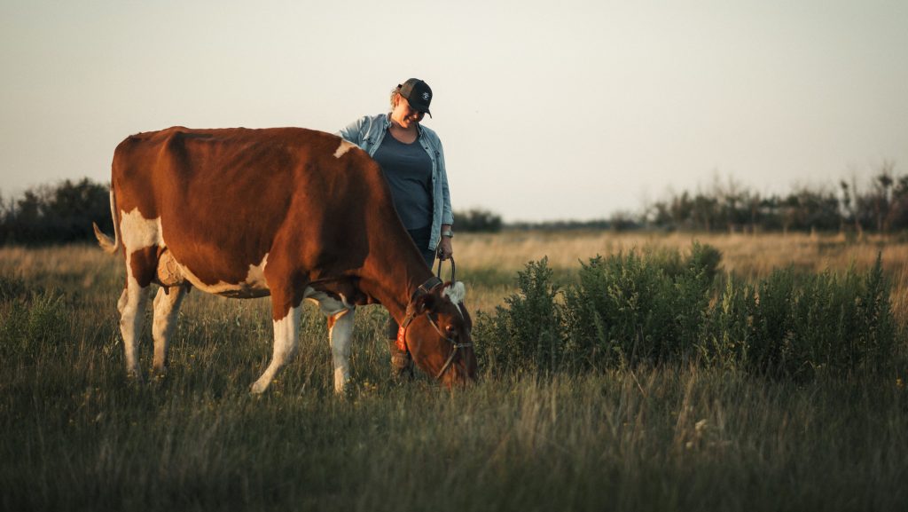 It’s all about the cows - DFM | DFM